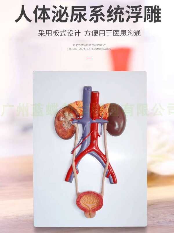 Human urinary system model, kidney model, ureter, bladder, urethra ...