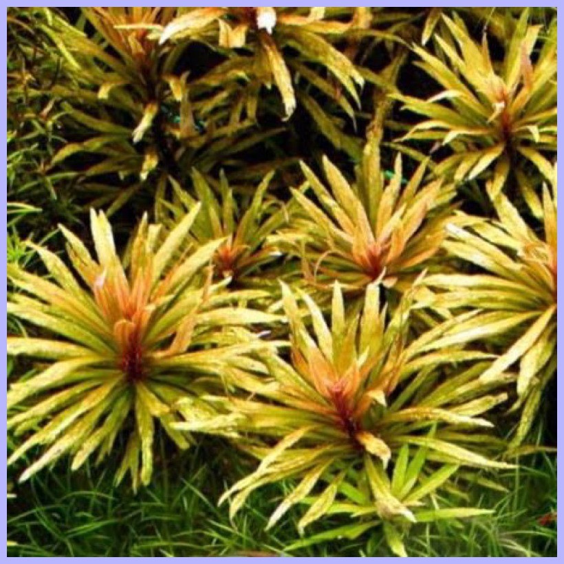 ♞Pogostemon Stellatus (10 pcs stem cutting) midtech, aquatic plant ...