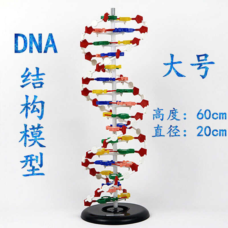 Large DNA structure model, DNA double helix structure model, high ...