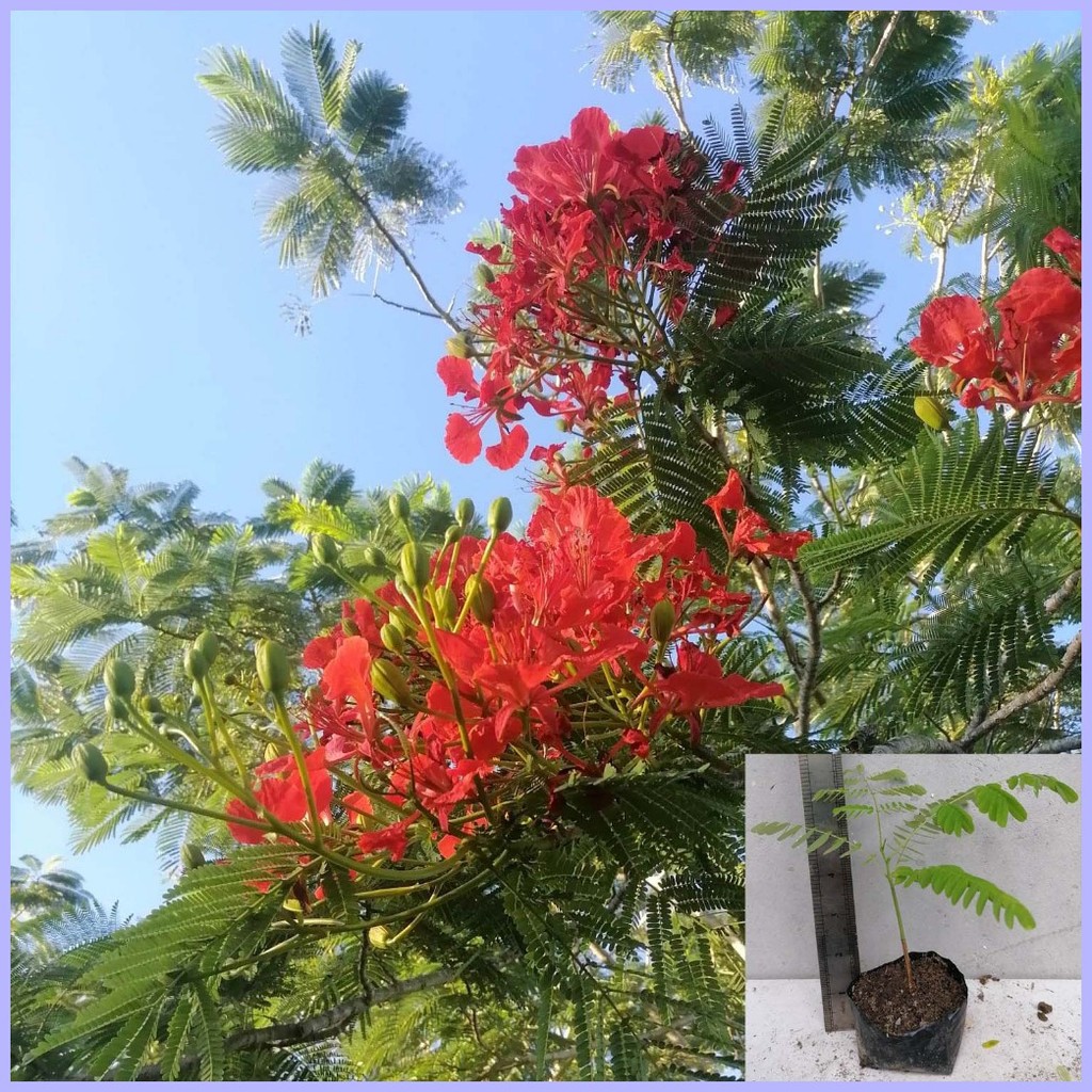 Fire Tree Seedlings | ESTABLISHED | Live Plant | Shipped with roots and ...