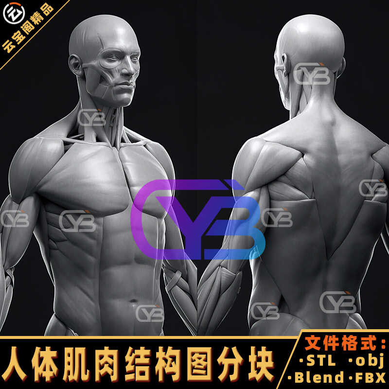 Blender male full body muscle structure anatomy 3D model of human ...