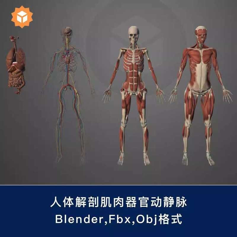 Human anatomy, muscle organs, arteries and veins, 3D model with texture ...