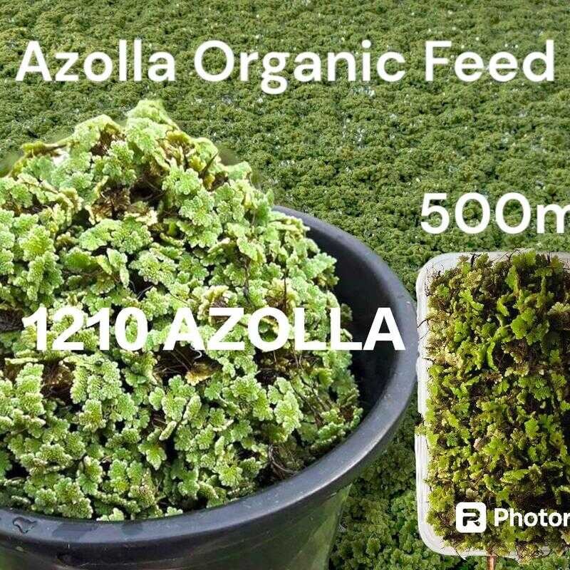 Azolla Organic For 500Ml - Natural Plant Seeds | Shopee Philippines
