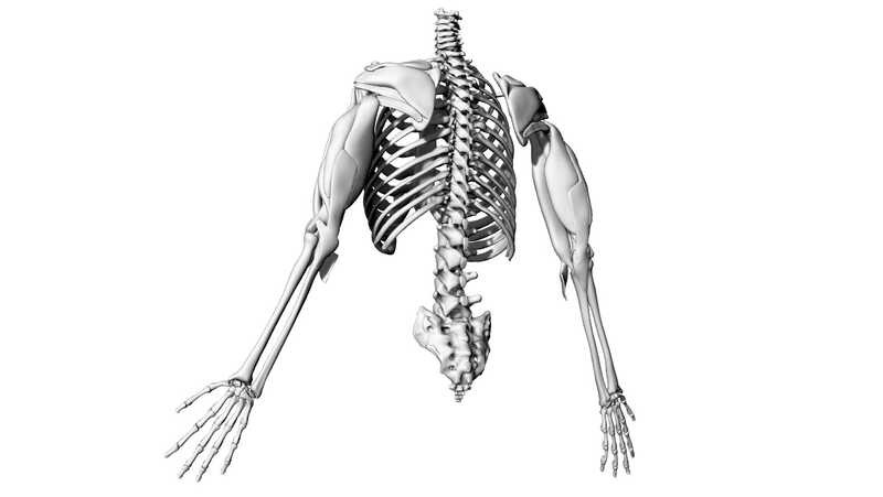Anatomy of human arm muscles, trunk bones, blender fbx STL printing ...