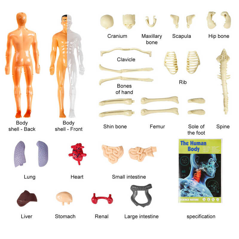 Interactive Learning Human Model For Children Learn Anphysiology With ...