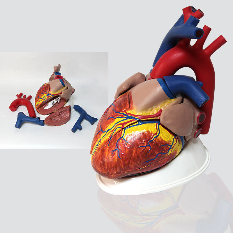 3D Detachable Human Heart Model for Medical Ultrasound Teaching ...