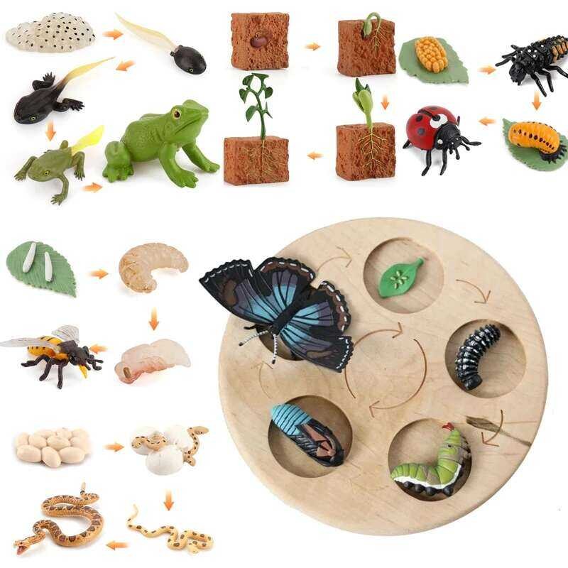 Animal Life Cycle Board Children Toy Montessori Teaching Aids Plant ...