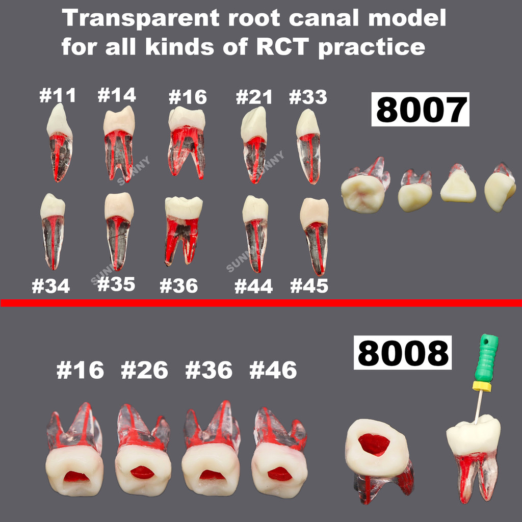 Teaching Dental Root C Teeth Study RCT Practice Model Kilgore Nissin ...
