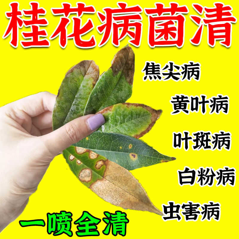 Osmanthus tree dead banana spot disease, tip dry and leaf loss ...