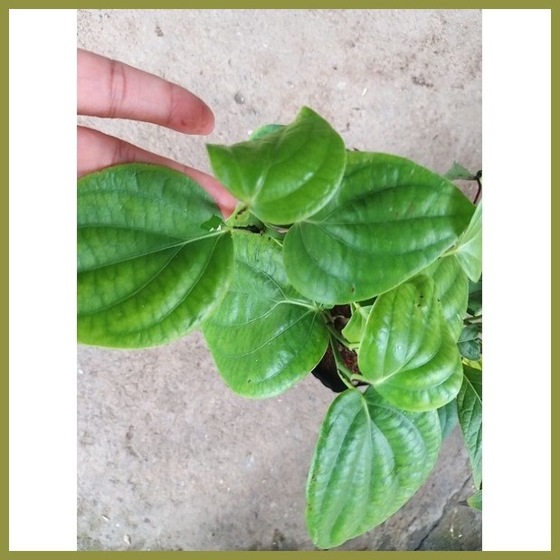 ☂ Paminta Indian Variety/Black Peppercorn Seedlings well established ...