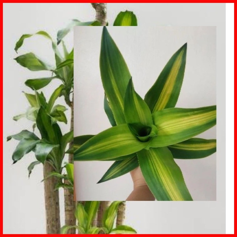 Golden Fortune Plant Cuttings Only | Shopee Philippines