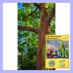 Eucalyptus Deglupa Rainbow Tree Seeds TR40 - 2 seeds of High ...