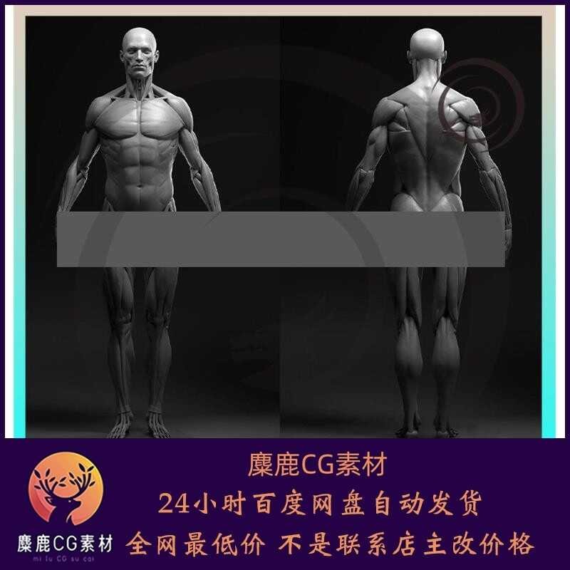 Zbrush realistic OBJ male torso anatomy muscle system 3D model Maya ...