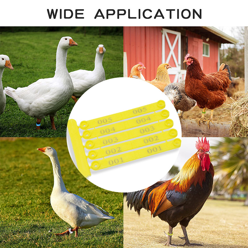 20Pcs Wing Band Chicken Wings Adjustable FlexiBand Trackingfowl Random ...