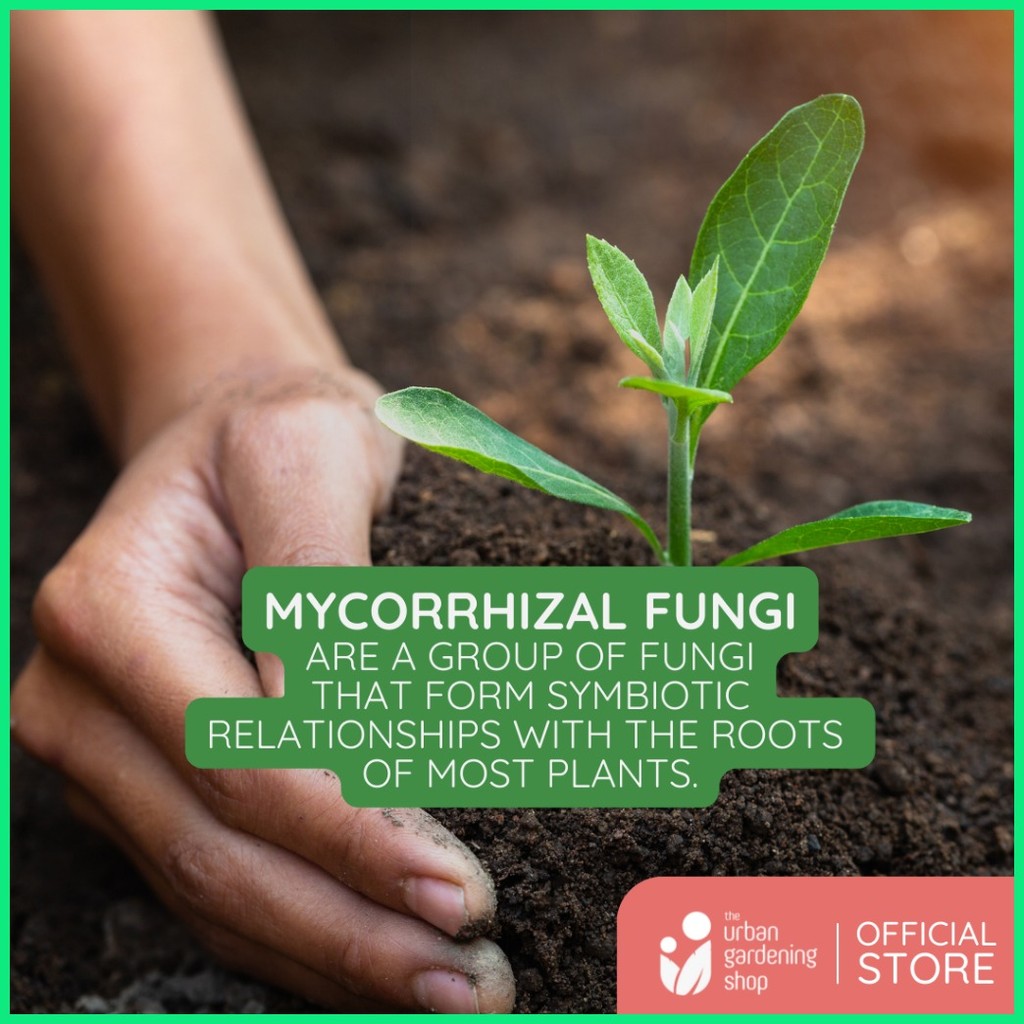 THE URBAN GARDENING SHOP Root Master (With Myco Root) Potting Mix ...