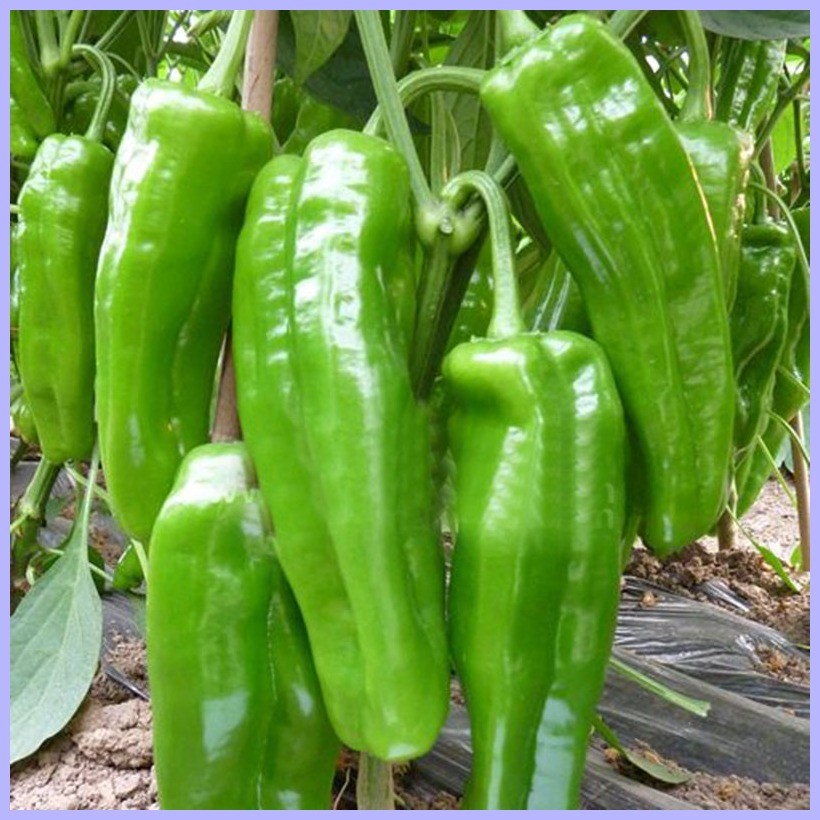Cow Green Horn Pepper Variety Vegetable Seeds ( 100 seeds ) - Basic ...