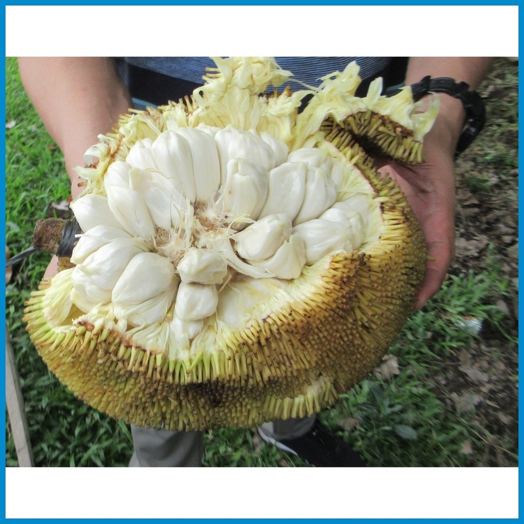 Marang Fruit Tree Seeds ( 7 seeds ) | Shopee Philippines
