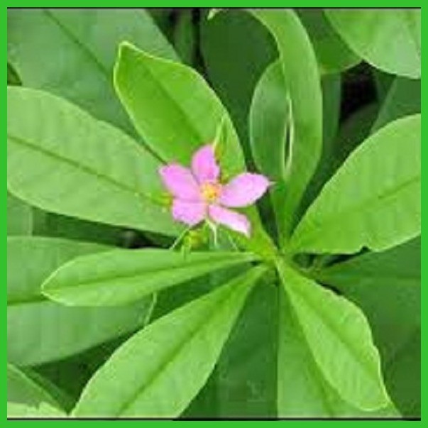 ๑ ↣ ╳ ♪ TALILONG SEED`S " PHILIPPINE SPINACH" (KULITIS) | Shopee ...