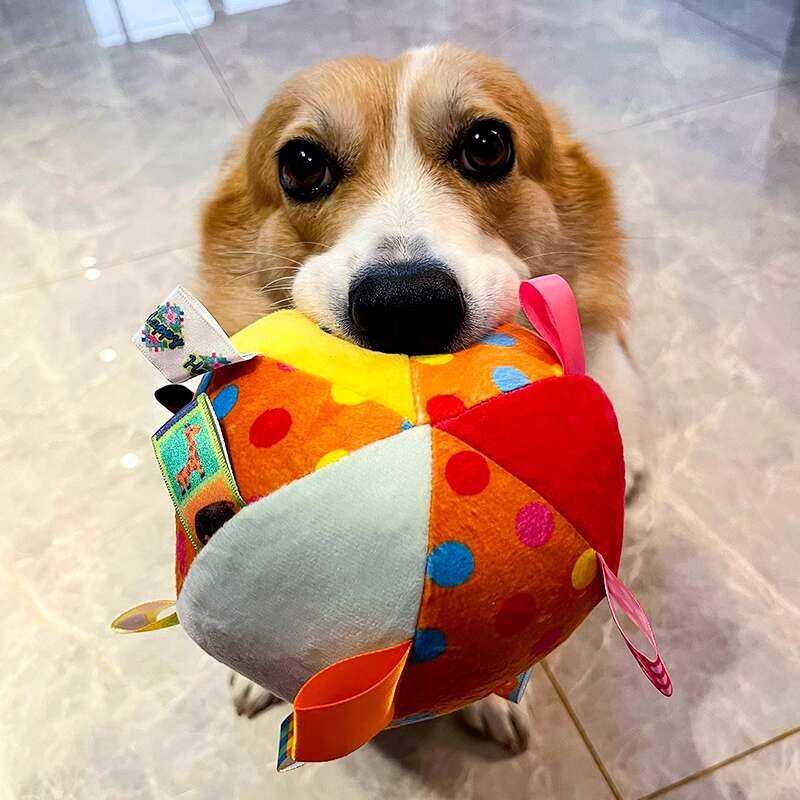 Dog toy ball sounds, bears biting and grinds, interacts with corgi ...