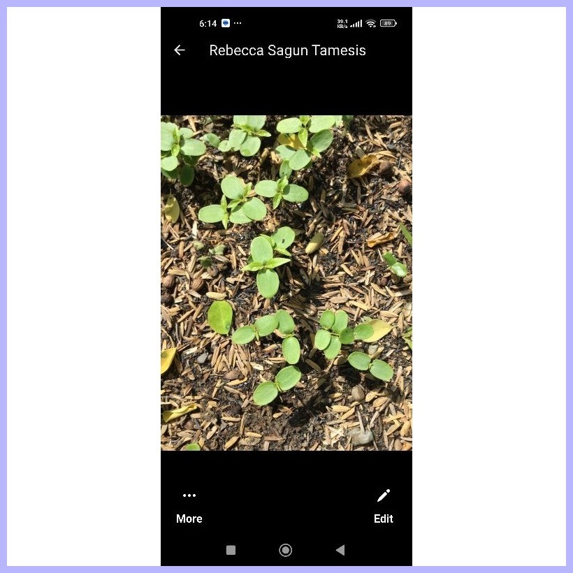 Vitex Parviflora Maulawin Molave Hamorawon Tugas Babae small from seed ...