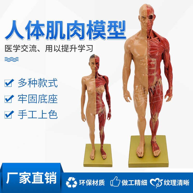 30cm Drawing Reference Skull Model Half Body Medical Art Human ...