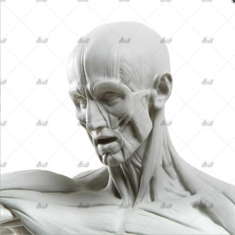 Artistic human body structure [including ZTL] 3D printing model STL ...