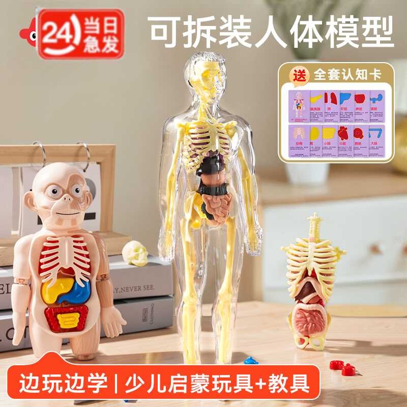3D structural skeleton model, organ dissection, medical detachable ...
