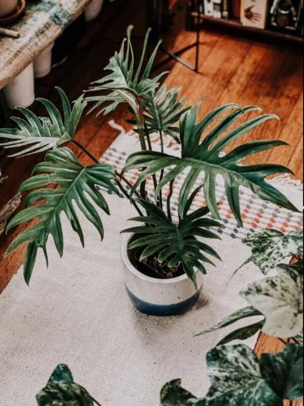 Philodendron mayoi Feather splitting Vine Green Velvet Ins Observing ...