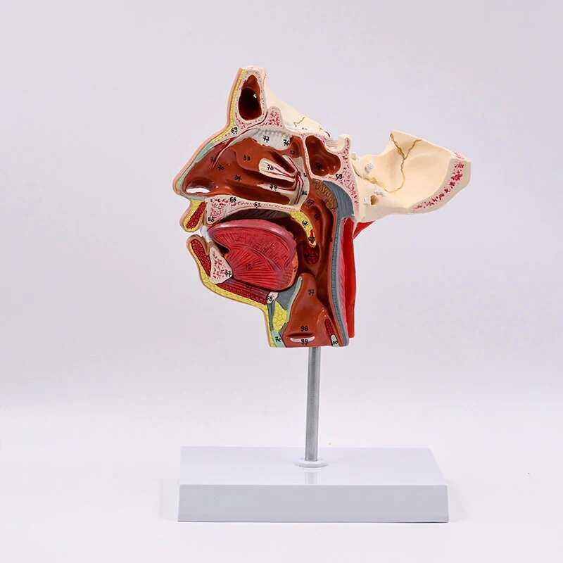 And Human Face Vascuar Head Nerves Anatomica Mode Mandibe Nerve Ora ...