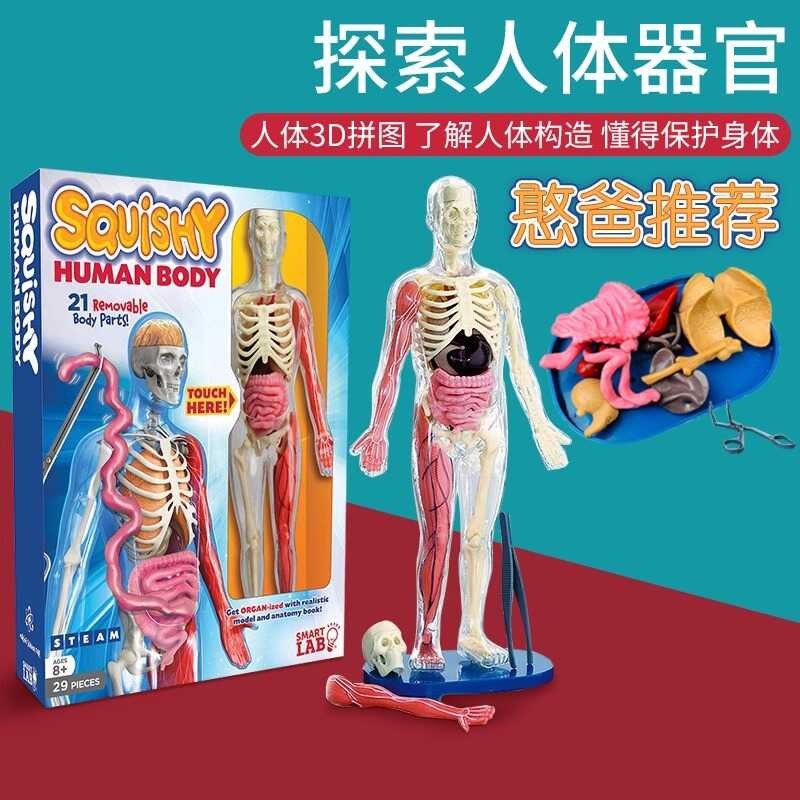 Smartlab human model skeleton structure visceral medicine human ...