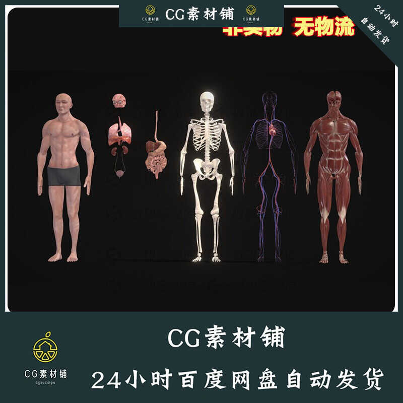 Blender 3D Human Anatomy Maya Model FBX Internal Organs Muscle obj ...
