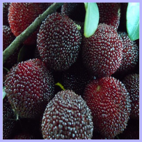 Sweet Myrica rubra Seeds Rare exotic Tropical fruit tree seeds edible ...