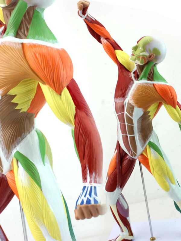 ENOVO Medical Art Human Body Whole Body Muscle Model Exercise Muscle ...