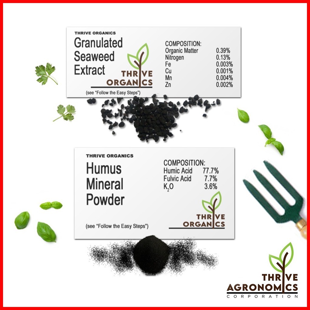 ♂ ☽ ﹊ Pechay Tagalog Green Leafy Veggie Kit Grow Kit Seedling Kit Starter Kit Planting Kit ...