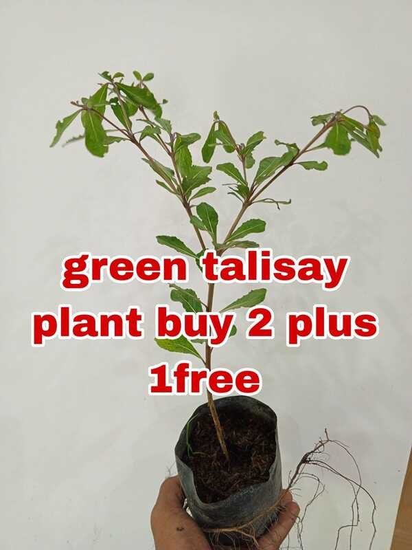 talisay green tree umbrella front yard luxury plant | Shopee Philippines