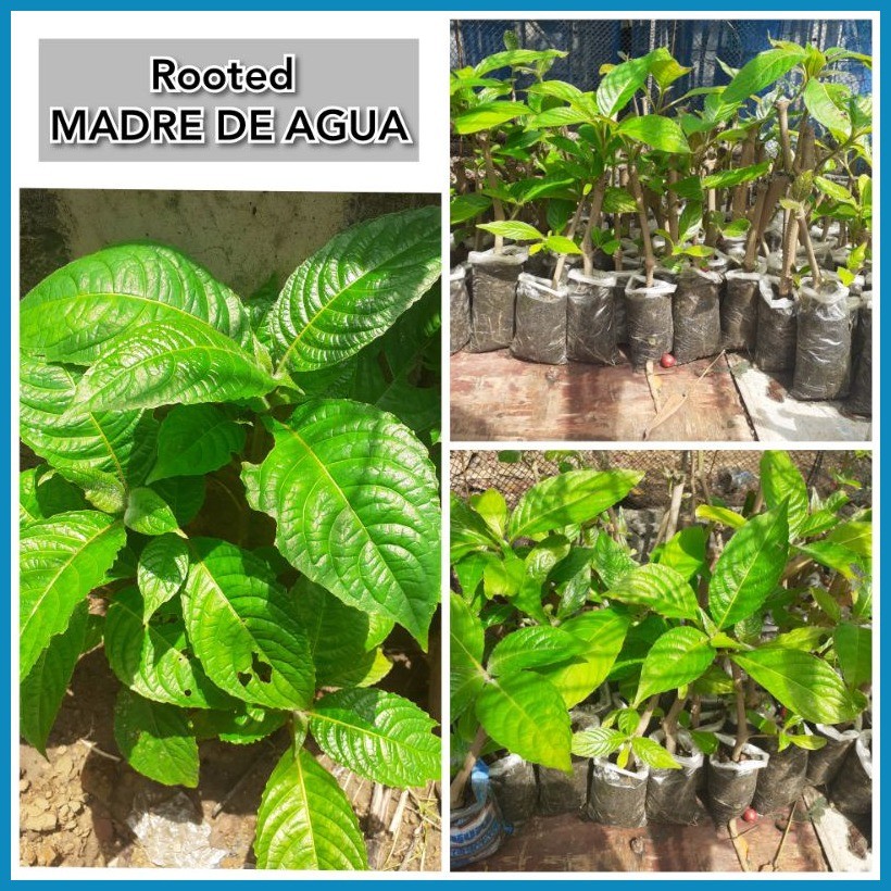Rooted Madre de Agua (100% buhay na) | Shopee Philippines