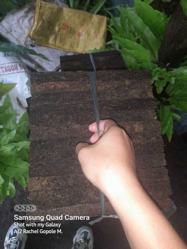 ☯ Slab Mga Pabitin Na Halaman, Orchids O Fern 12Pc Para Sa 380 Lamang ...