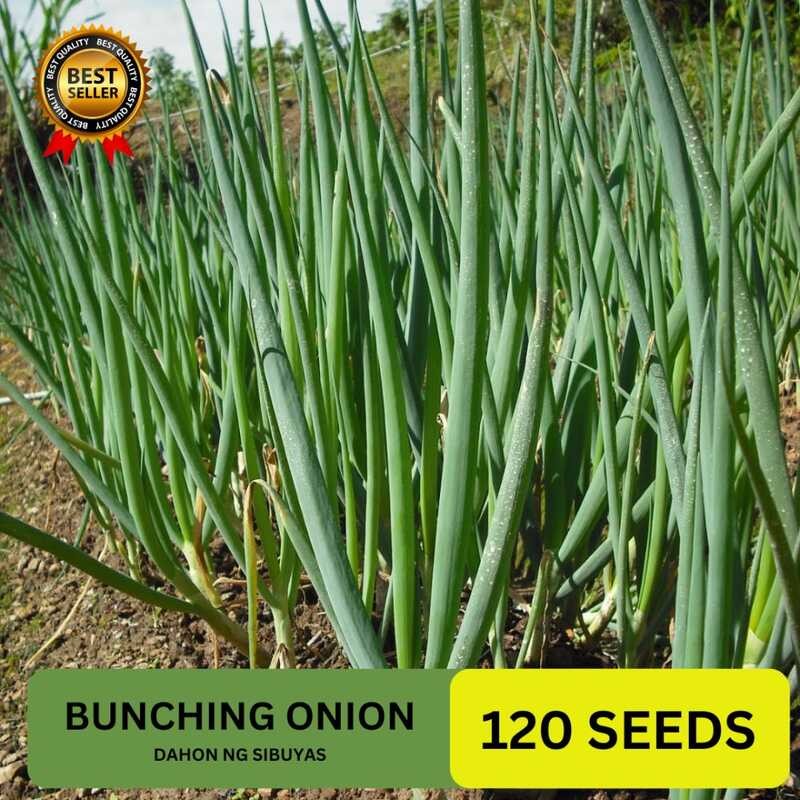 (120 Seeds) DAHON NG Sibuyas/Bunching ONION -/Jakkou Variety/Easy TO ...