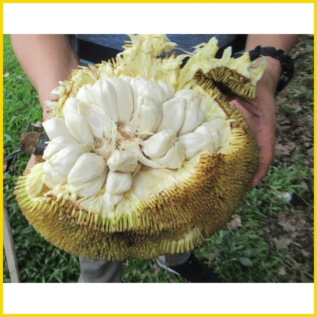 Marang Fruit Seeds ( 7 seeds ) | Shopee Philippines