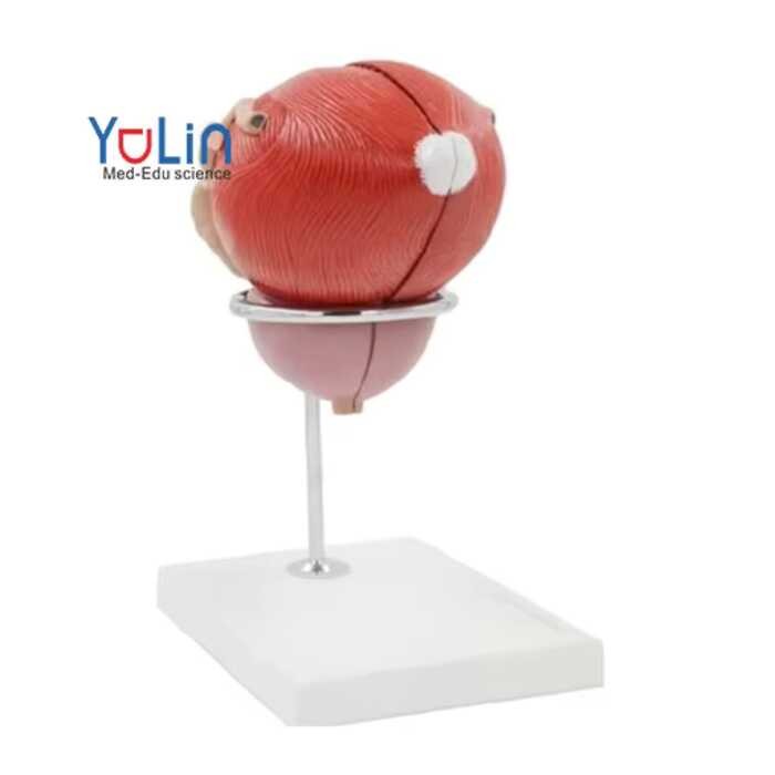 An Teaching Popular Urinary System Human Bladder 3 D Anatomical Model ...