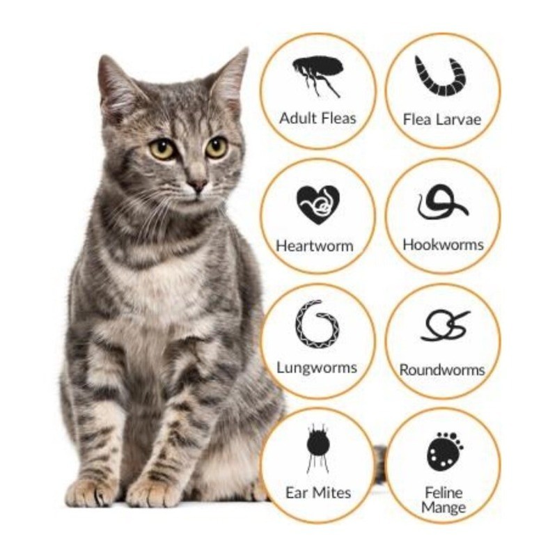 Bayer Advocate for Cats Flea and Tick Treatment for Cats Internal and ...