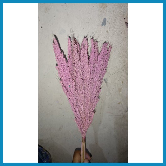 Trigo grass per bundle (40 per bundle) | Shopee Philippines