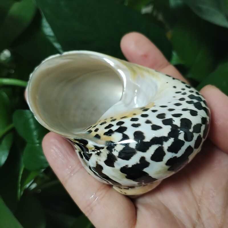 PC 1 Polished Magpie Turbo Shell Black Jade Hermit Crab Seashells ...