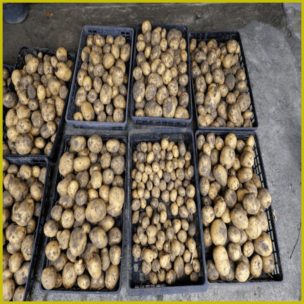 § 500g Fresh Marble Potatoes from Baguio Benguet | Shopee Philippines