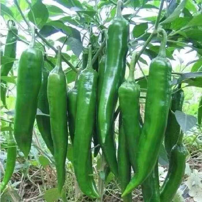 SILI PANIGANG / Siling Haba Hot Pepper Green Bicol Express Chili Seeds ...