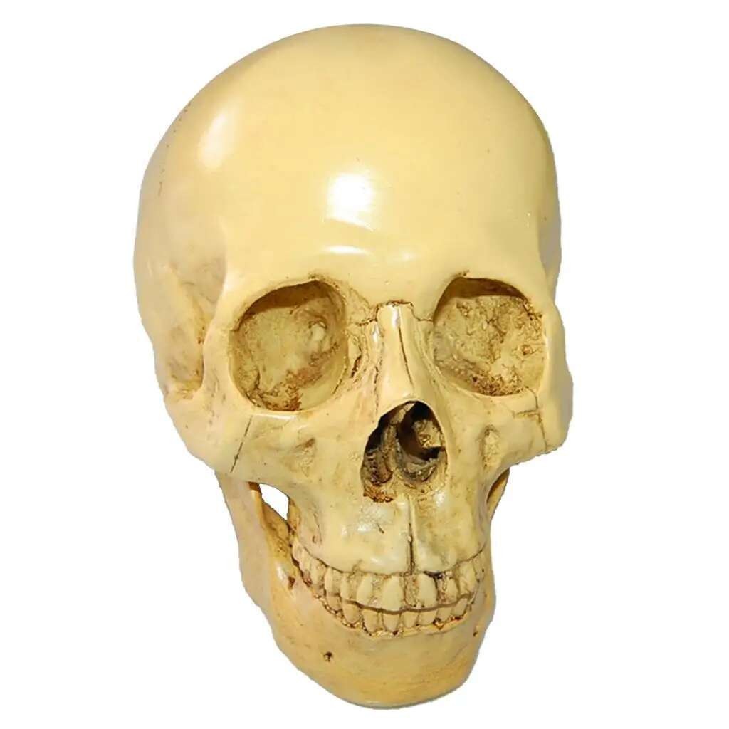 Skull Human Simulation 1:1 Realistic Replica Gothic Skeleton Head Model ...