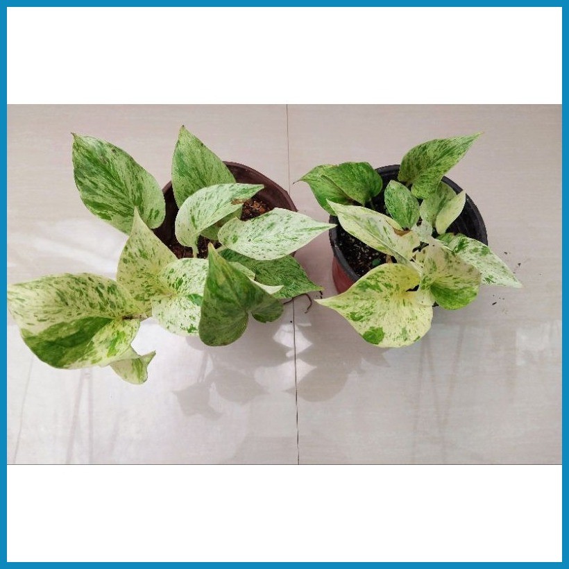 Marble Queen Pothos ( Epipremnum aureum Marble Queen ) | Shopee Philippines