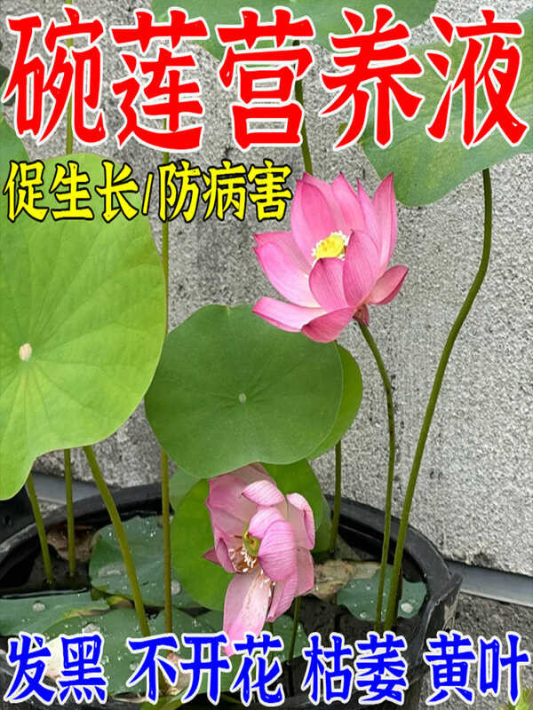 Bowl specific nutrient solution, lotus water lily hydroponics, plant ...