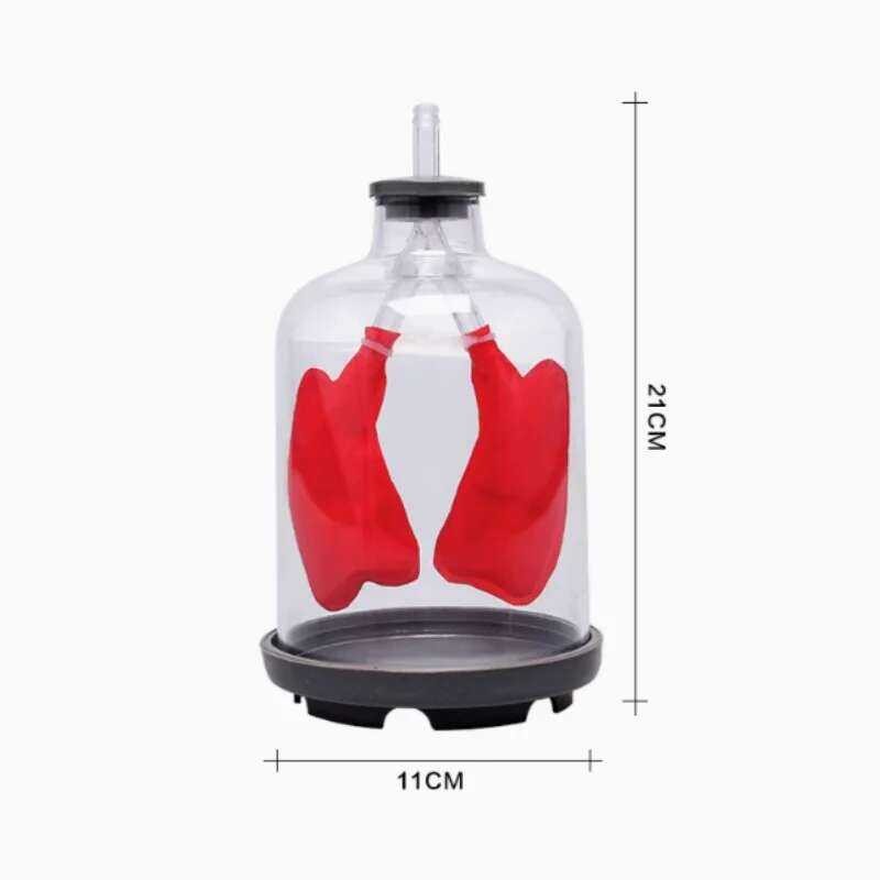 Demonstration Teaching Of Lung Breathing Model, Diaphragm Movement ...