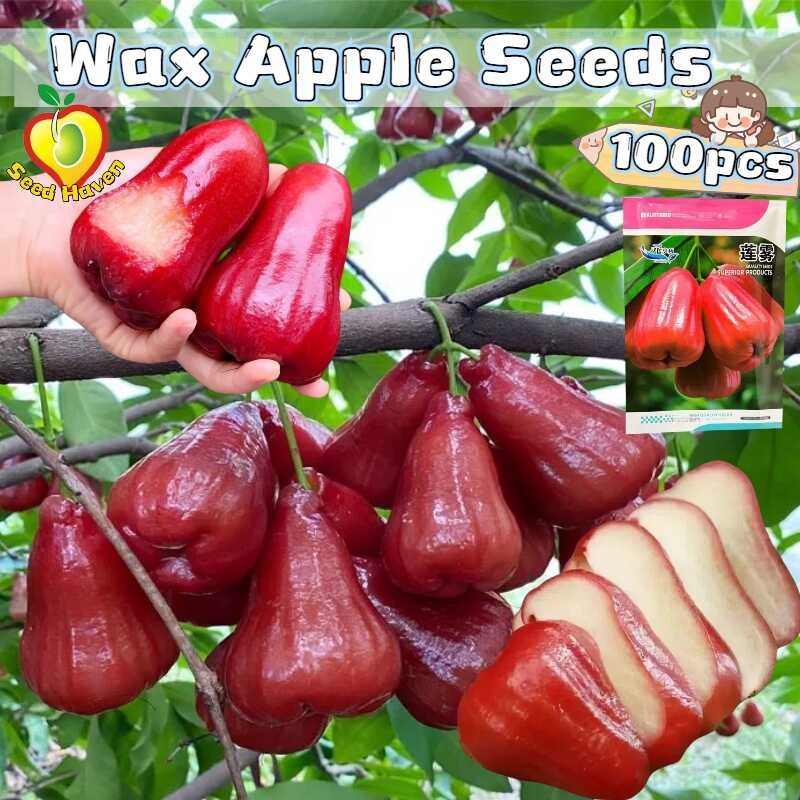 100Pcs/Pack Fresh Red Wax Apple Seeds For Planting Fruit Trees - High ...